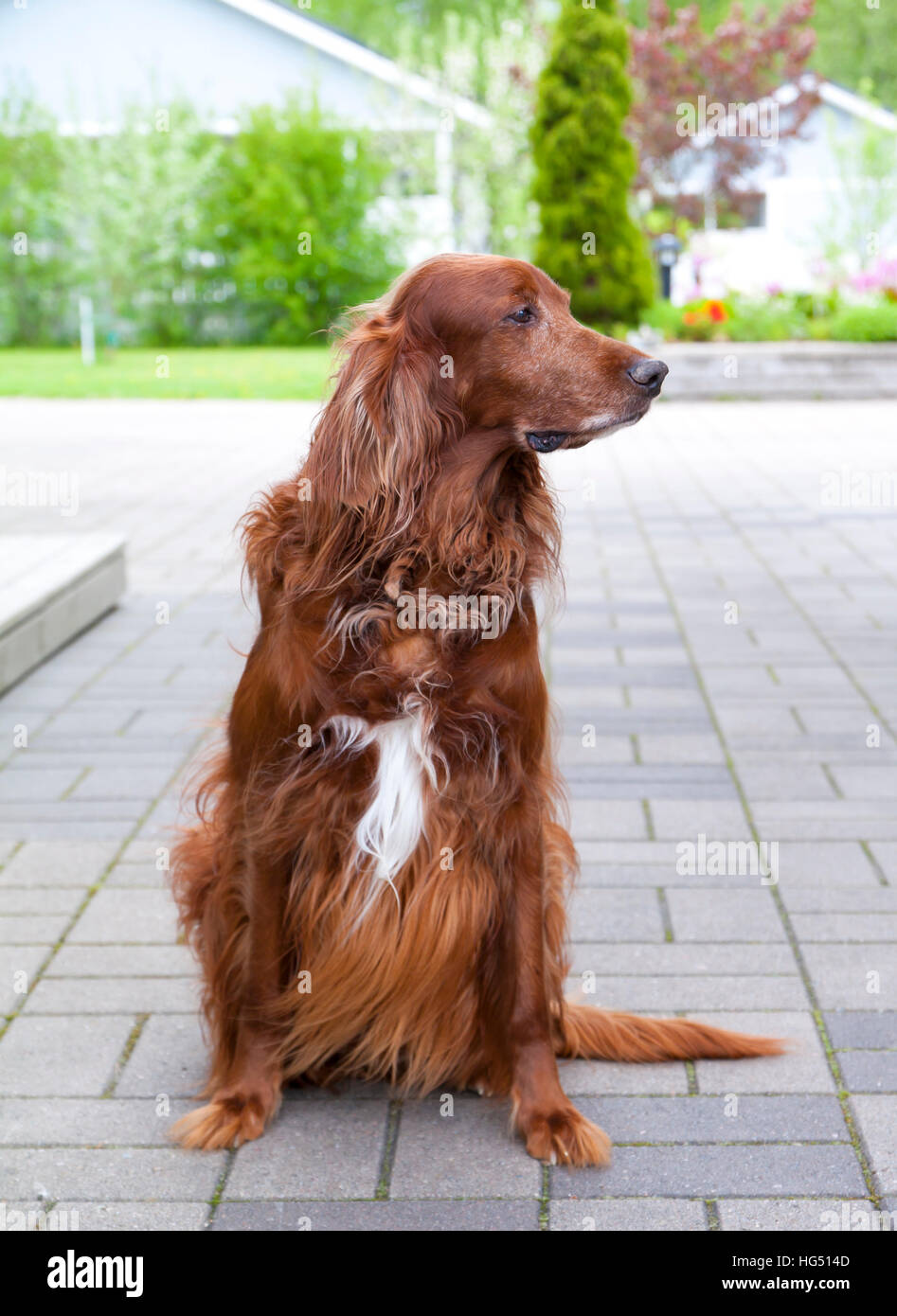 Red Irish setter sitting on the pavement Stock Photo - Alamy