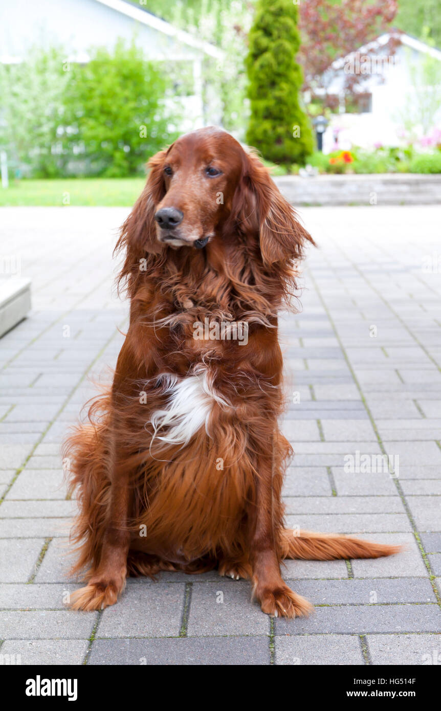 Red Irish setter sitting on the pavement Stock Photo - Alamy