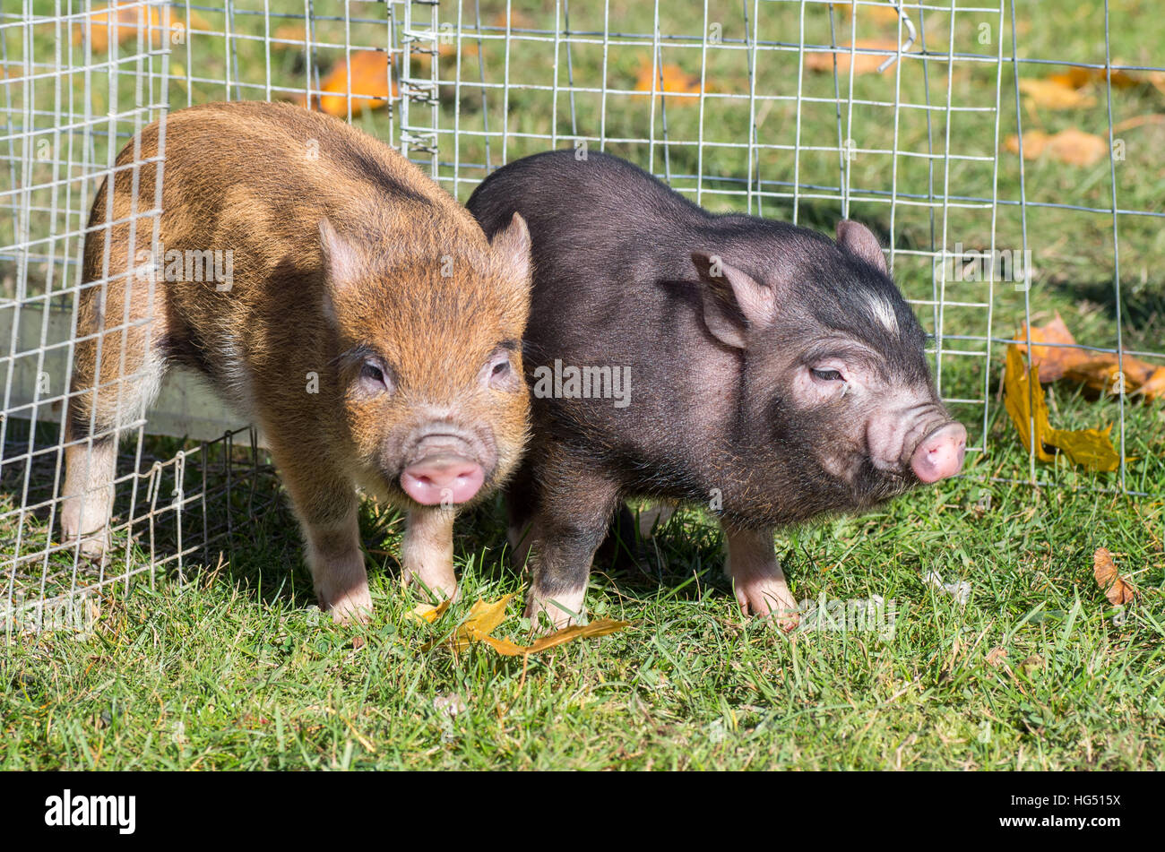 Vietnamese fauna hi-res stock photography and images - Alamy