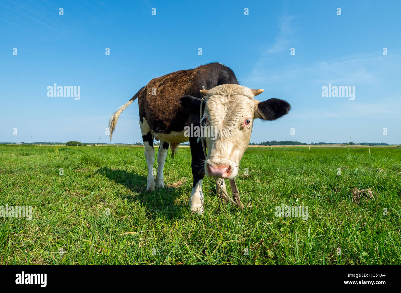 Livestock cows hi-res stock photography and images - Alamy