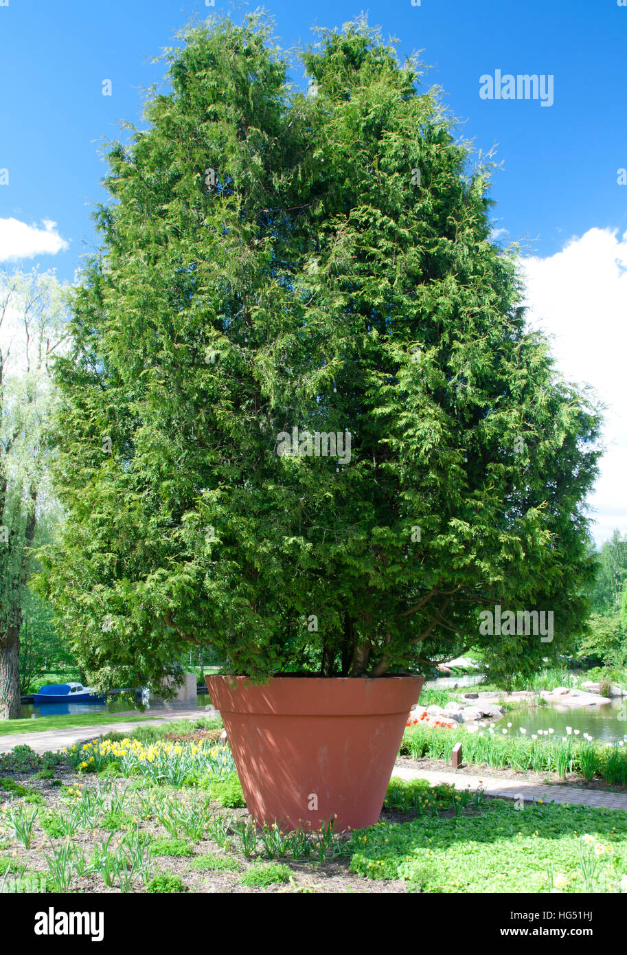 A tree in a clay pot in a city park Stock Photo - Alamy