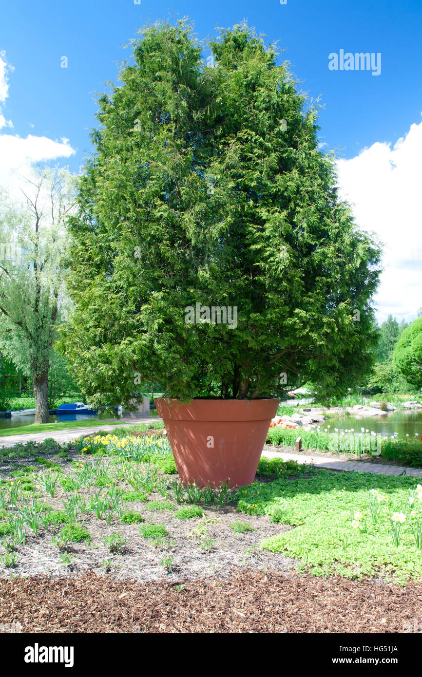 A tree in a clay pot in a city park Stock Photo - Alamy