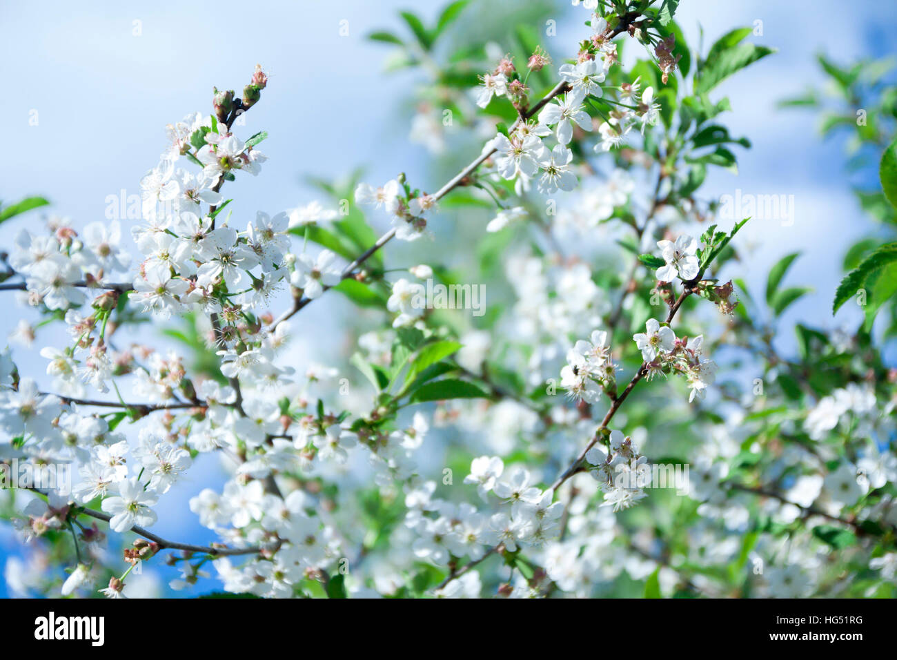 Apple blossom on a blue sky background Stock Photo - Alamy
