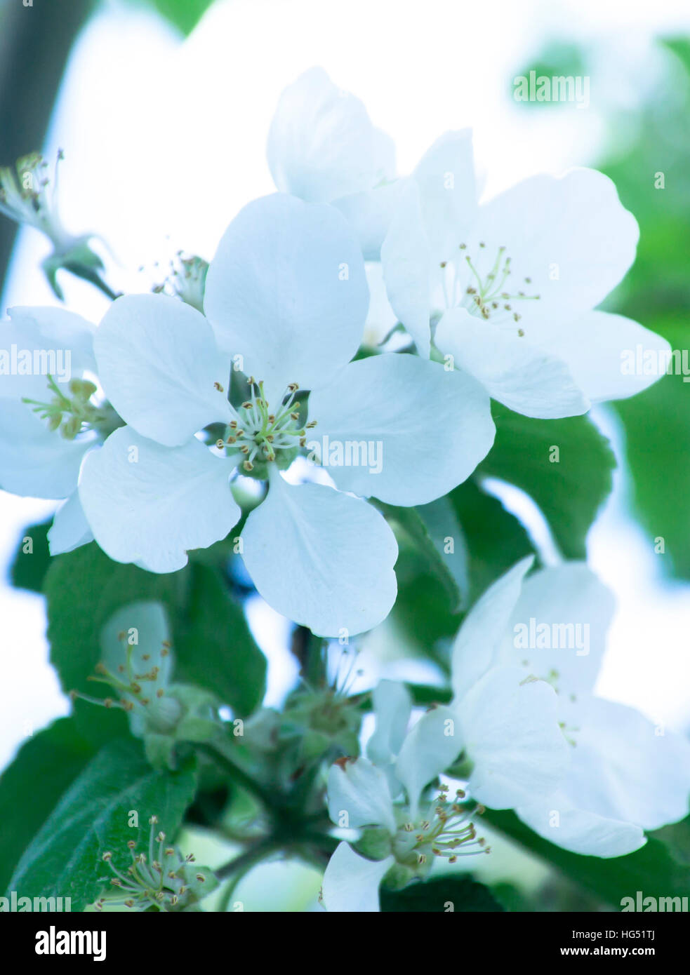 Apple blossom on a blue sky background Stock Photo - Alamy