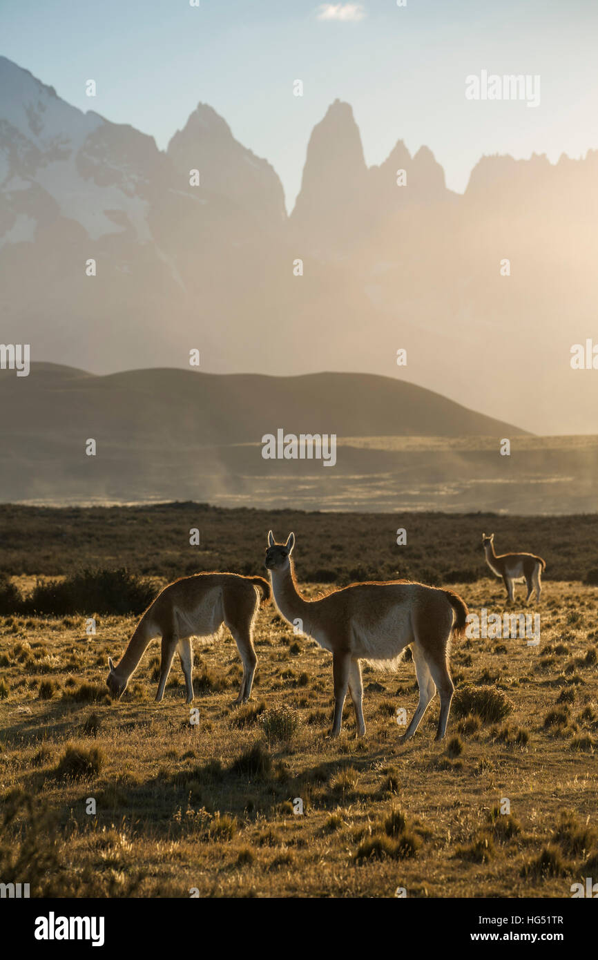 The Guanaco, Lama guanicoe, is a camelid native to the mountainous ...