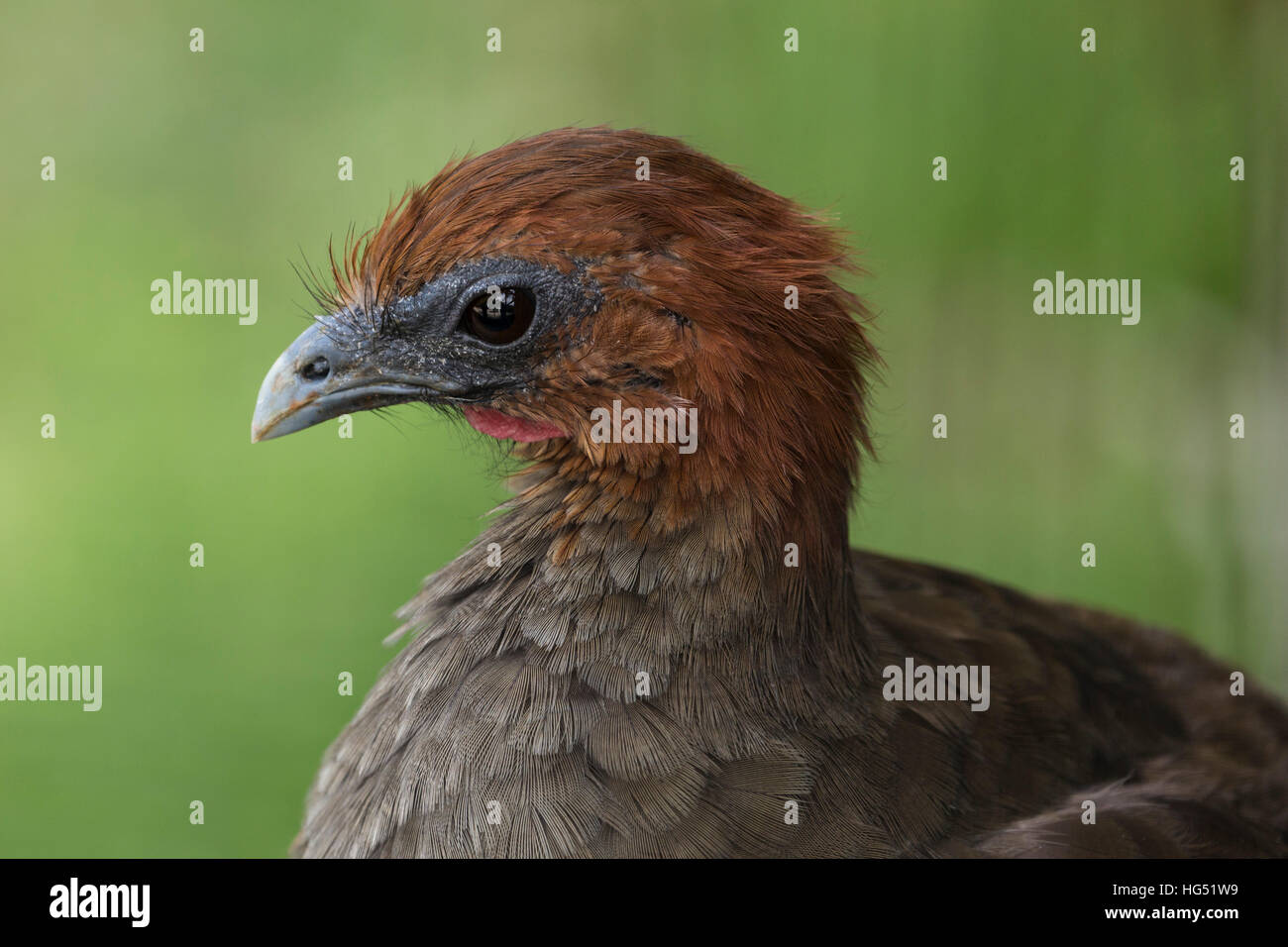 Chachalaca bird hi-res stock photography and images - Alamy