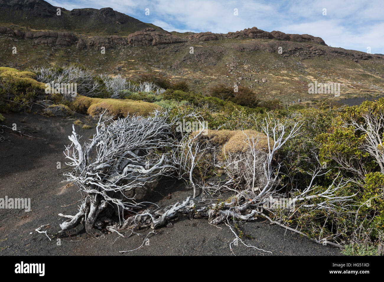 Deadwood skeletons of the Calafate Bush or Box-leaved Barberry or ...