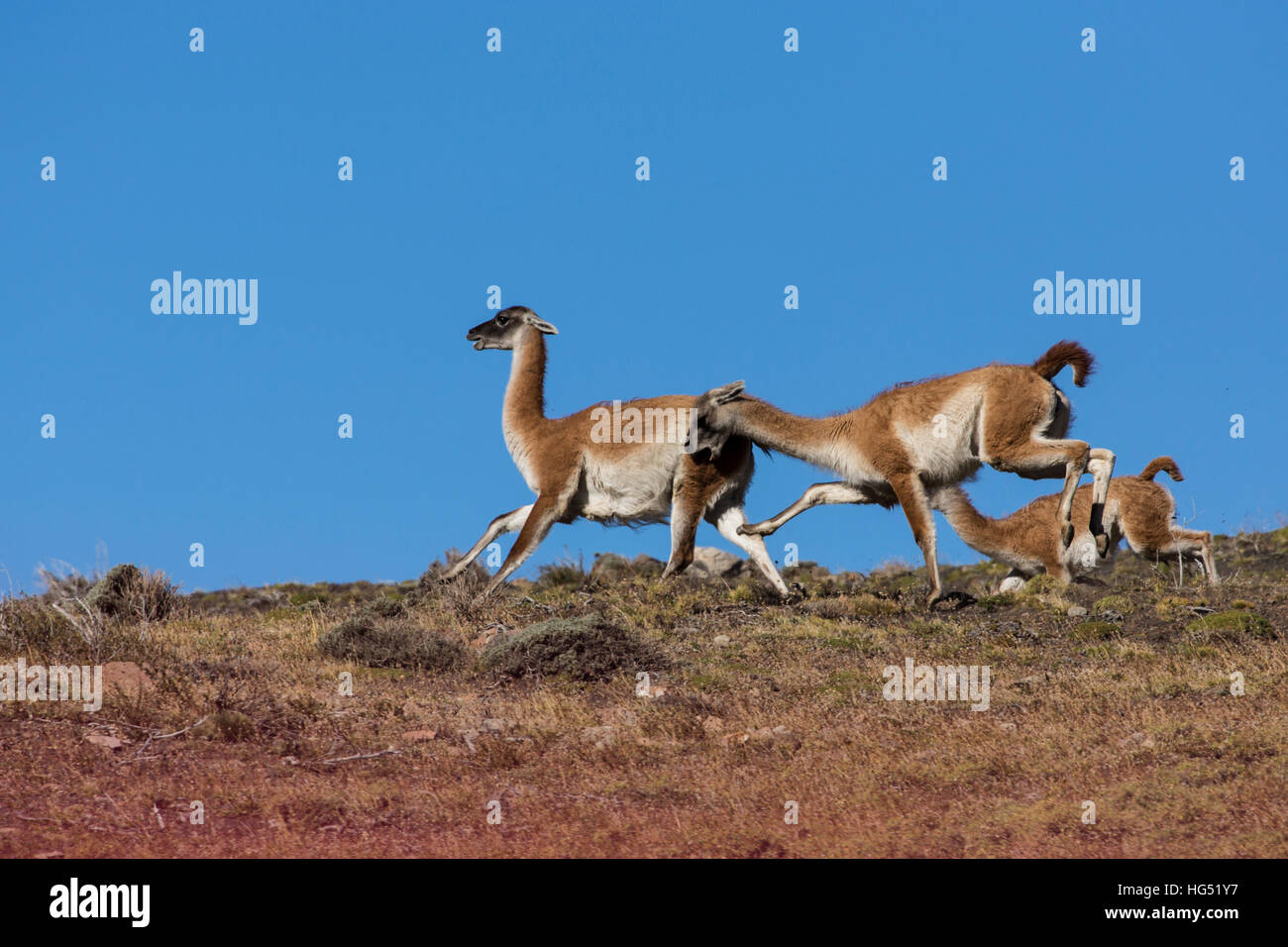 The Guanaco, Lama guanicoe, is a camelid native to the mountainous ...