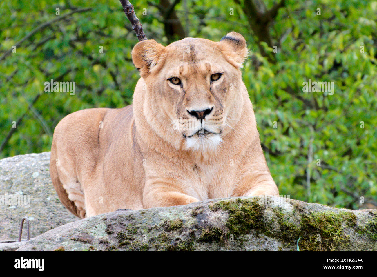 Beautiful female lion hi-res stock photography and images - Alamy