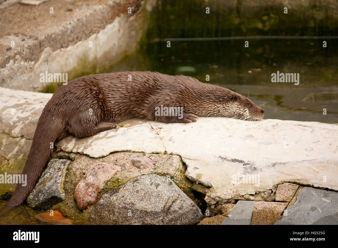 Muskrat out of the water hi-res stock photography and images - Alamy