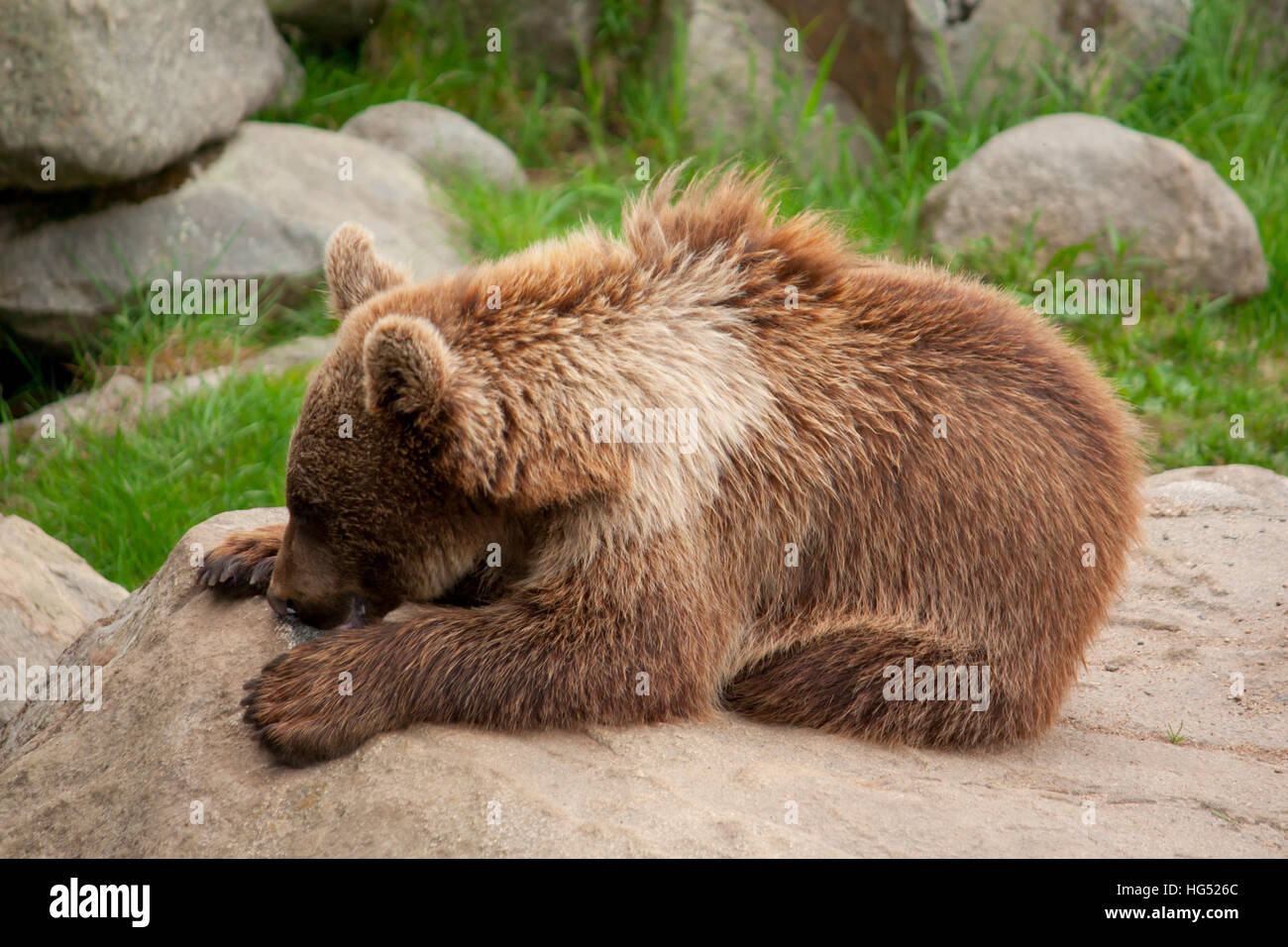 Brown baby bear lying on a rock Stock Photo - Alamy