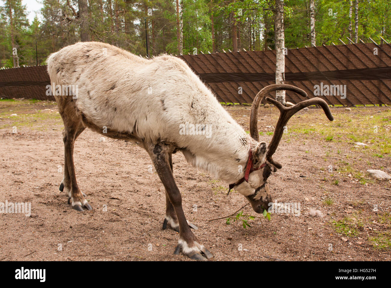 Reindeer at summer in Lapland, Finland. Closeup Stock Photo - Alamy