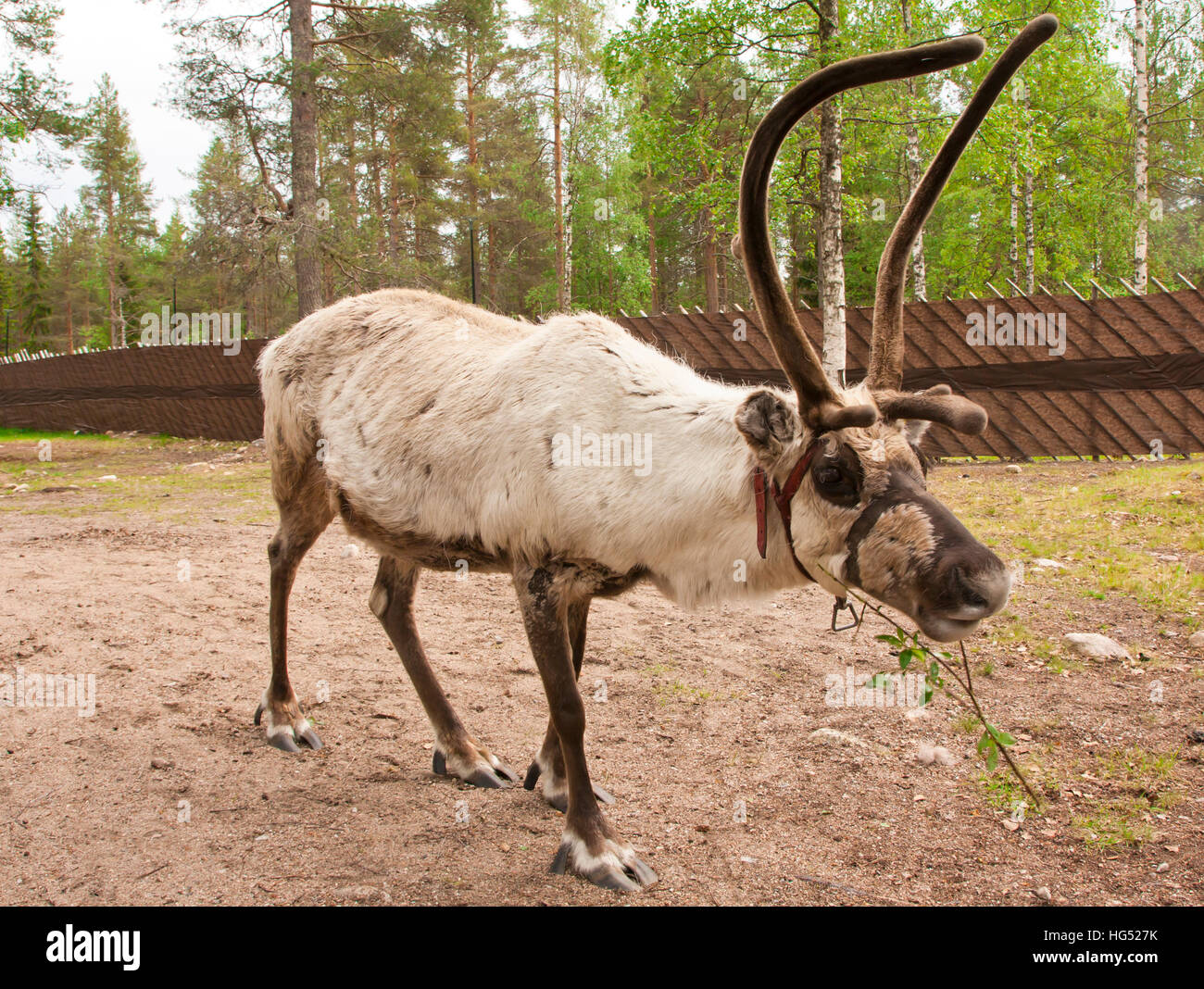 Reindeer at summer in Lapland, Finland. Closeup Stock Photo - Alamy