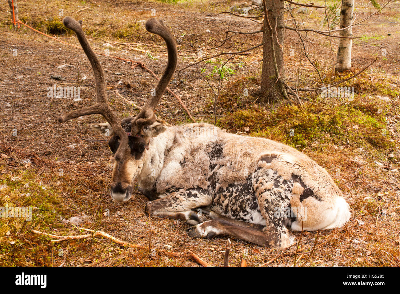 Reindeer at summer in Lapland, Finland. Closeup Stock Photo - Alamy