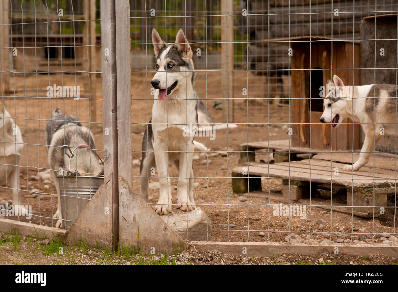 Husky dog farm in Rovaniemi Finland. Lapland Stock Photo - Alamy