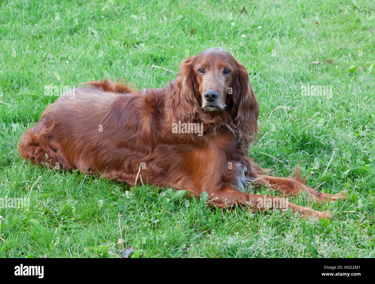 Red Irish setter lying on the grass Stock Photo - Alamy