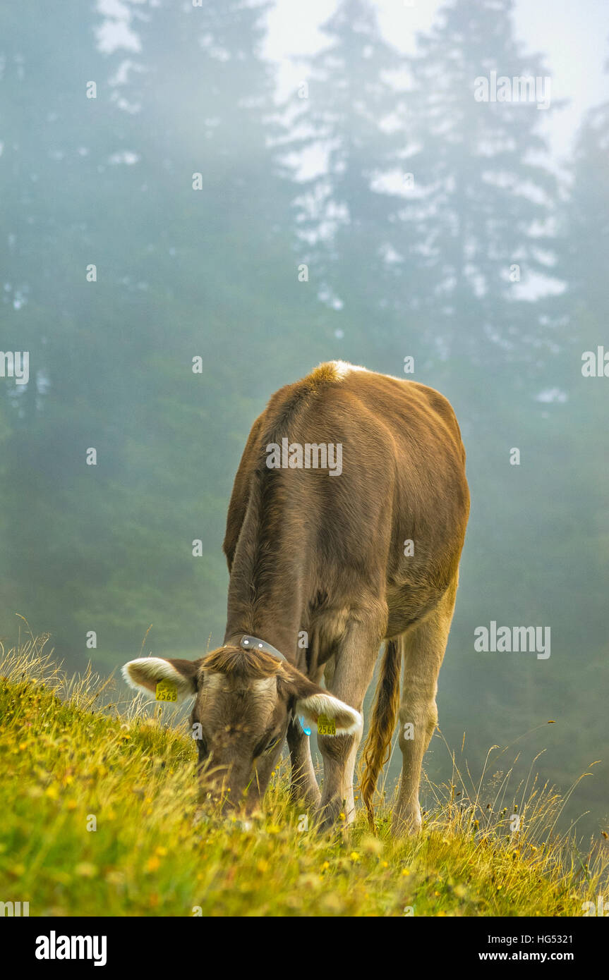 Brown Swiss (bruna alpina) cow grazing in Alpine meadows above ...