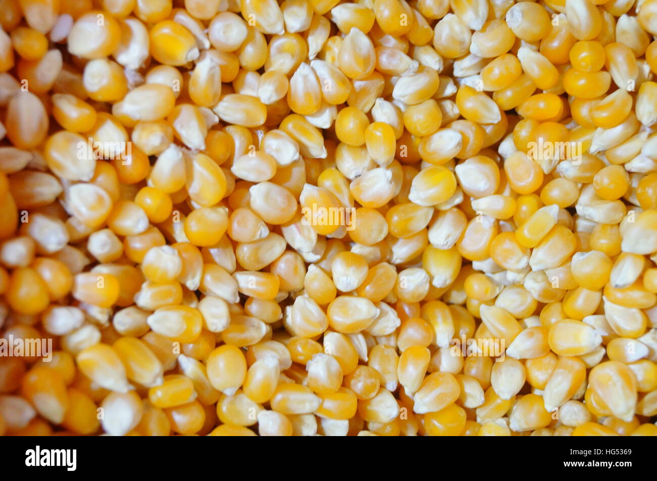A stack of corn kernels as a raw material for popcorn Stock Photo - Alamy