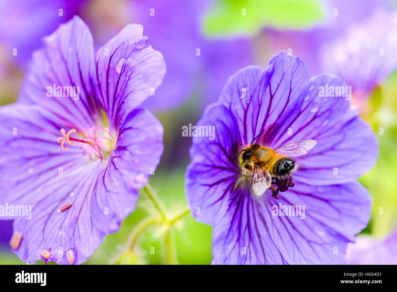 Geranium pratense bee hi-res stock photography and images - Alamy