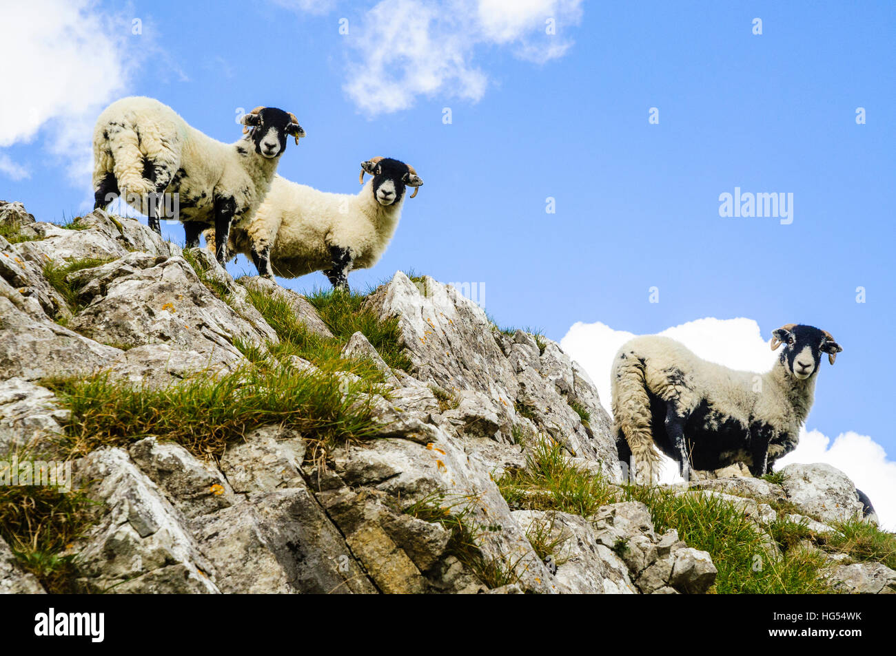 Sheep on outcrop near Attermire Scar above Settle in the Yorkshire ...