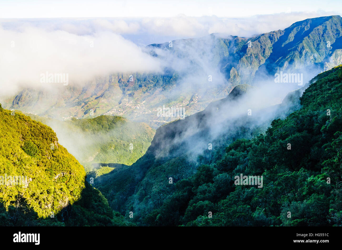 Forest madeira hi-res stock photography and images - Alamy
