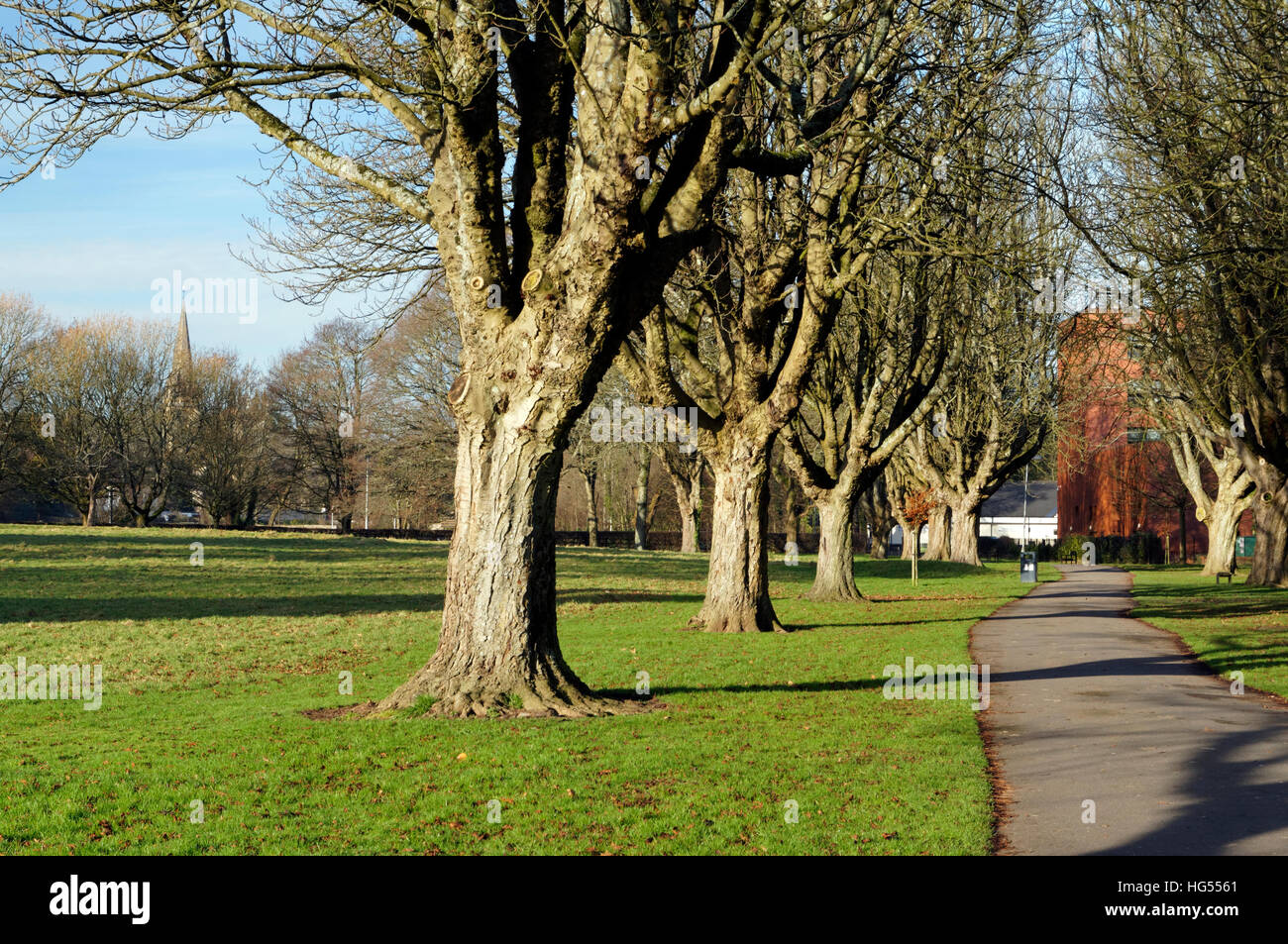 Avenue of Horse Chestnut trees, Llandaff Fields, Cardiff, Wales Stock ...
