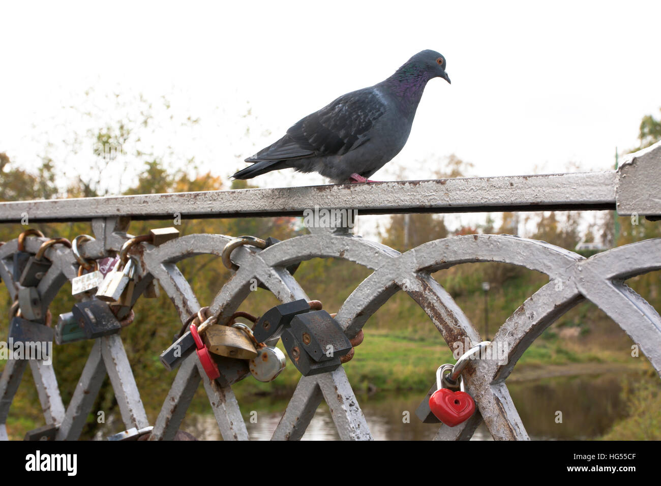 Pigeon locks hi-res stock photography and images - Alamy