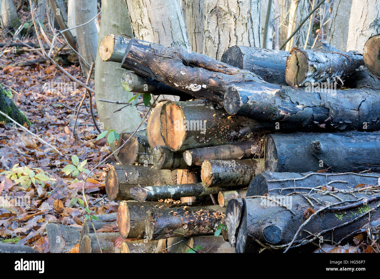 Pile of old logs Stock Photo - Alamy