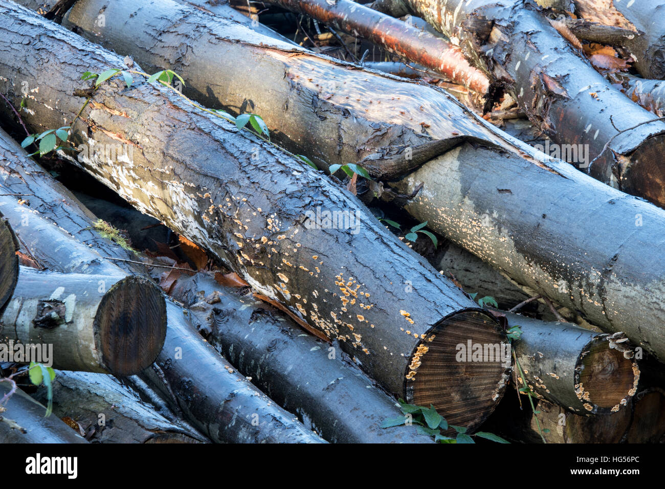 Pile of old logs Stock Photo - Alamy