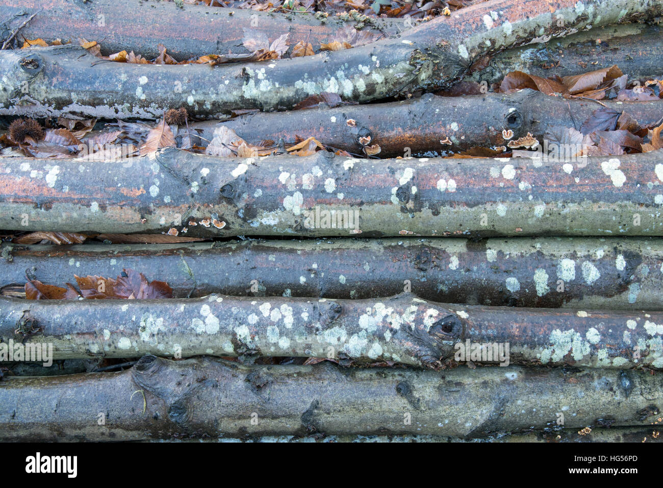 Pile of old logs Stock Photo - Alamy