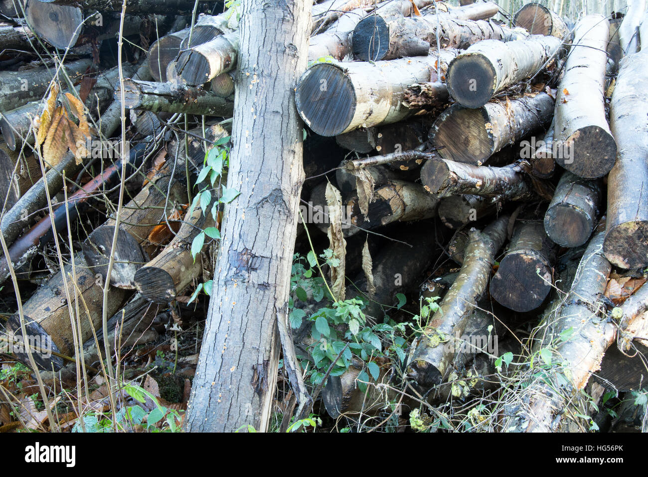 Pile of old logs Stock Photo - Alamy