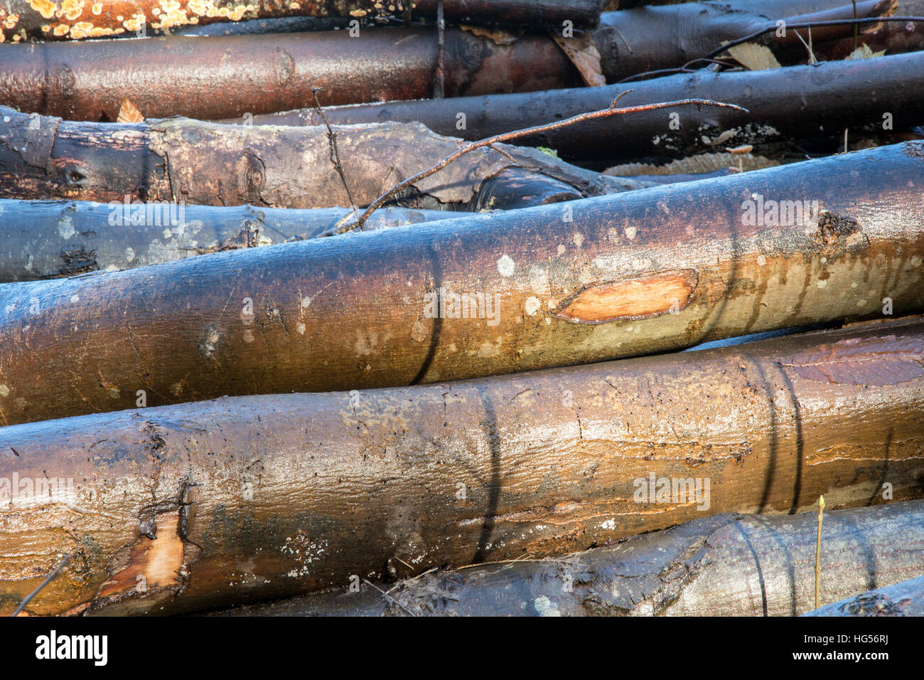 Pile of logs in sunlight Stock Photo - Alamy
