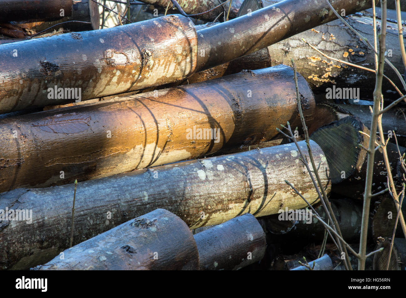 Pile of logs in sunlight Stock Photo - Alamy