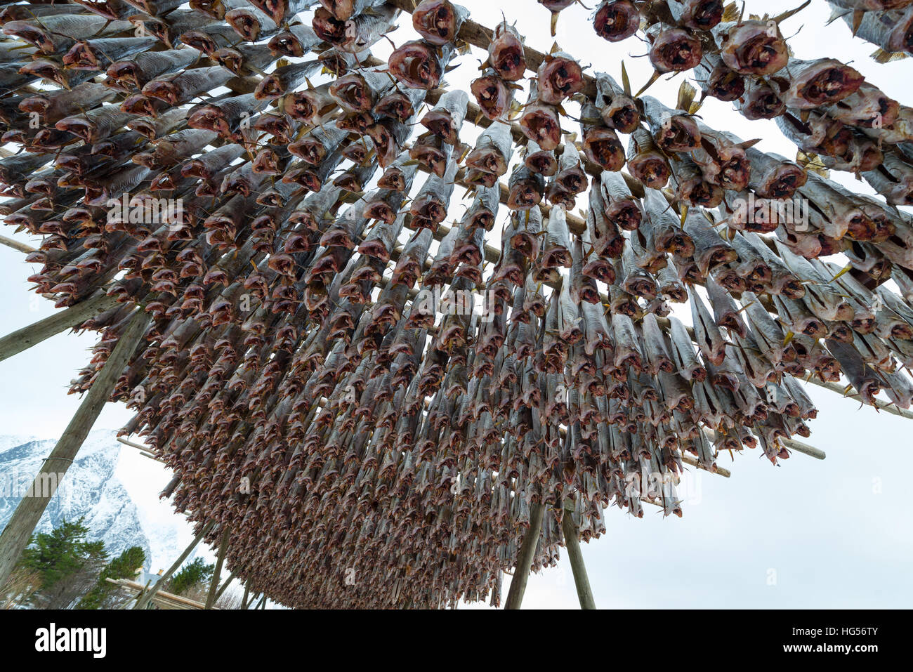 Cod Fish industry in Lofoten, Norway Stock Photo - Alamy