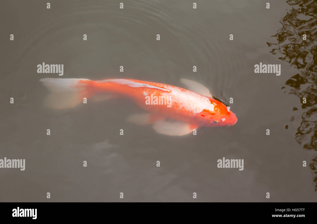Red Carp High Resolution Stock Photography and Images - Alamy