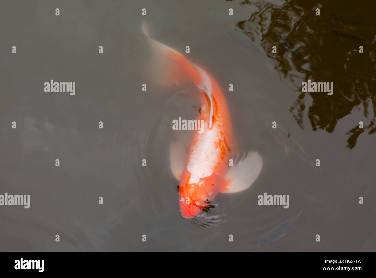 Red Carp High Resolution Stock Photography and Images - Alamy