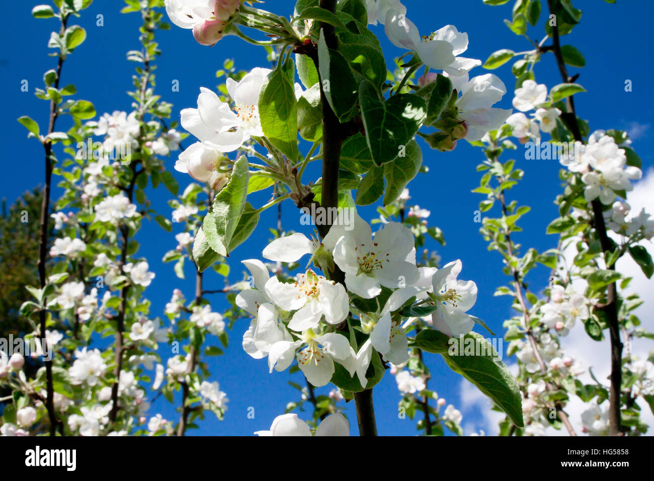 Apple blossom on sky background garden on spring Stock Photo - Alamy