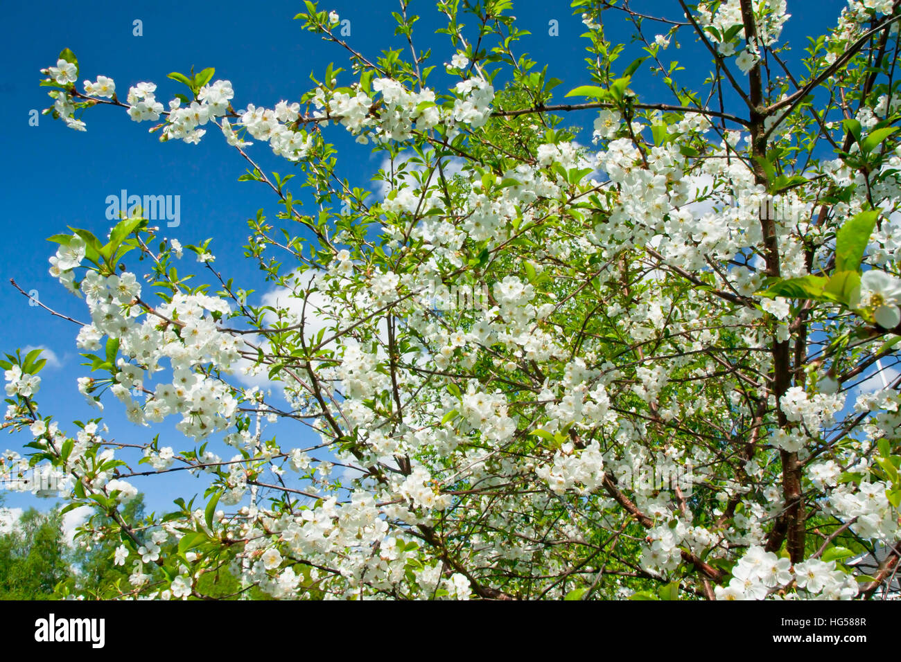 Apple blossom on a blue sky background Stock Photo - Alamy