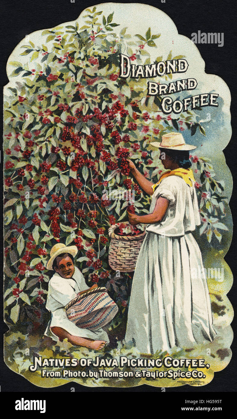 Natives of java picking coffee hi-res stock photography and images - Alamy