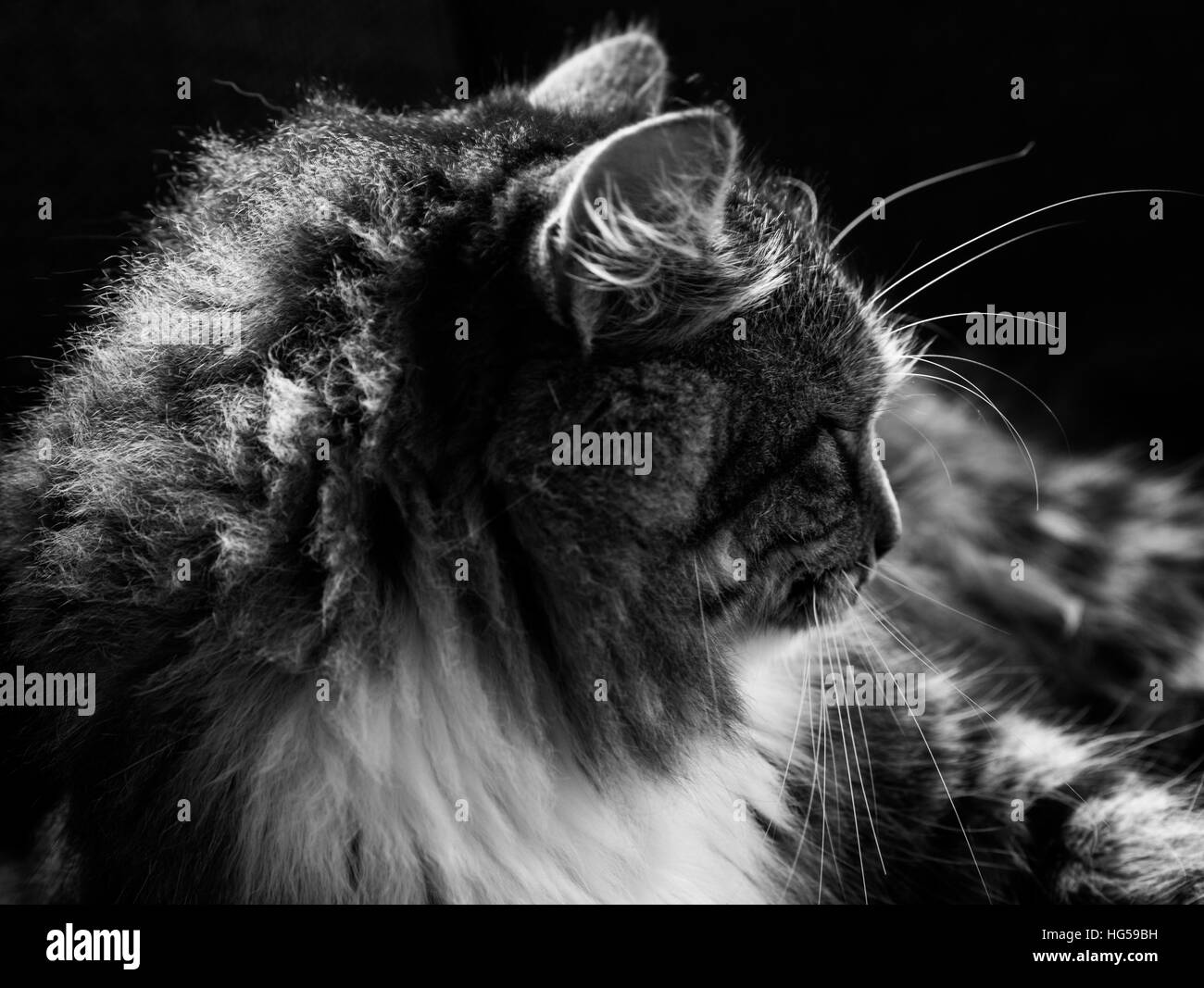 Fluffy cat II Stock Photo - Alamy