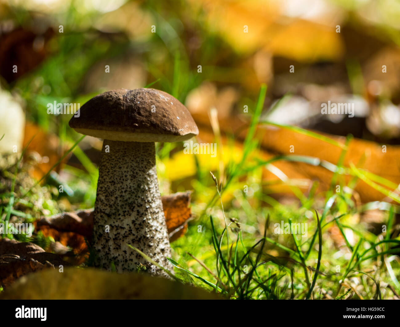 Lily mushroom hi-res stock photography and images - Alamy