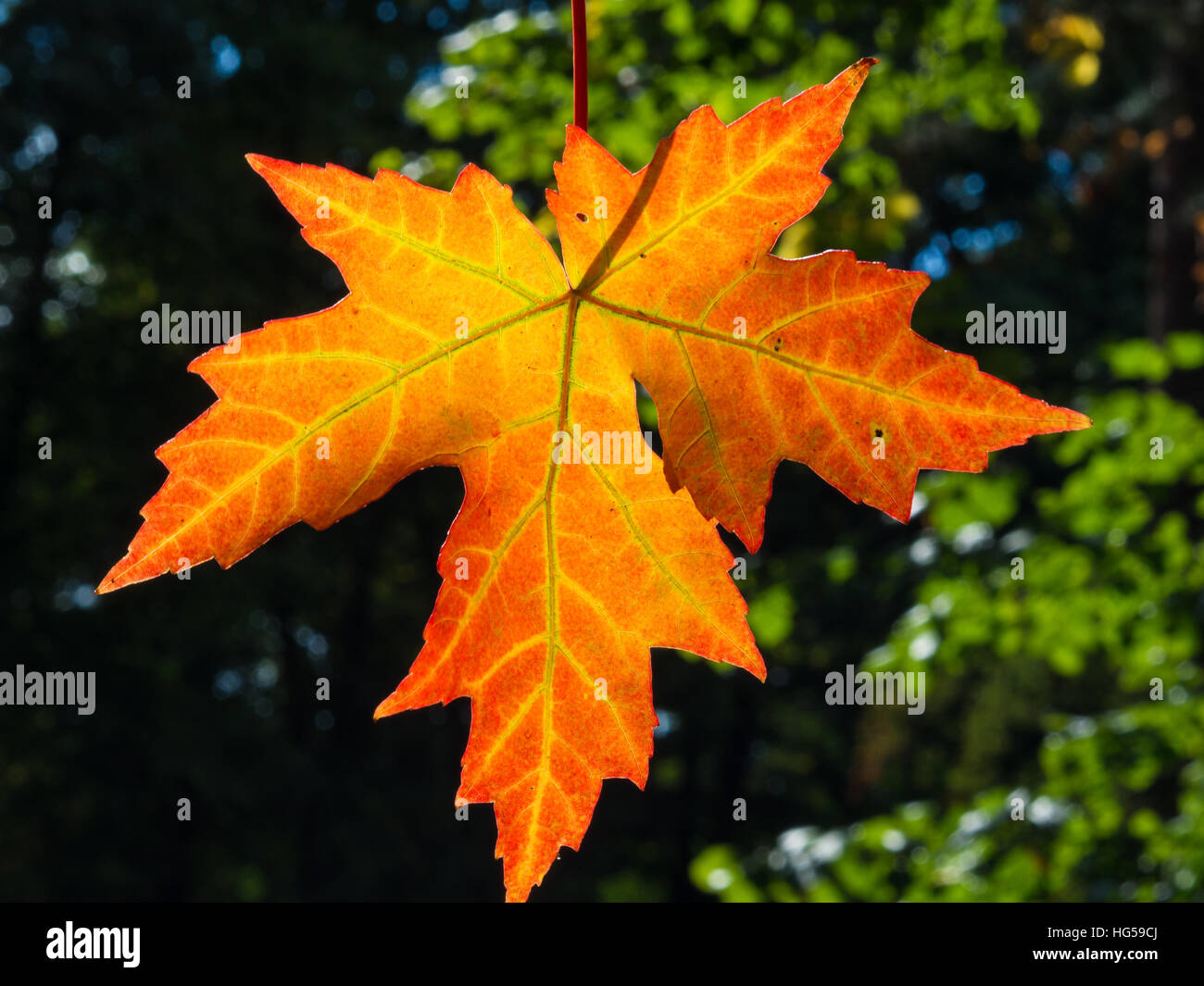 Orange leave against the sky Stock Photo - Alamy