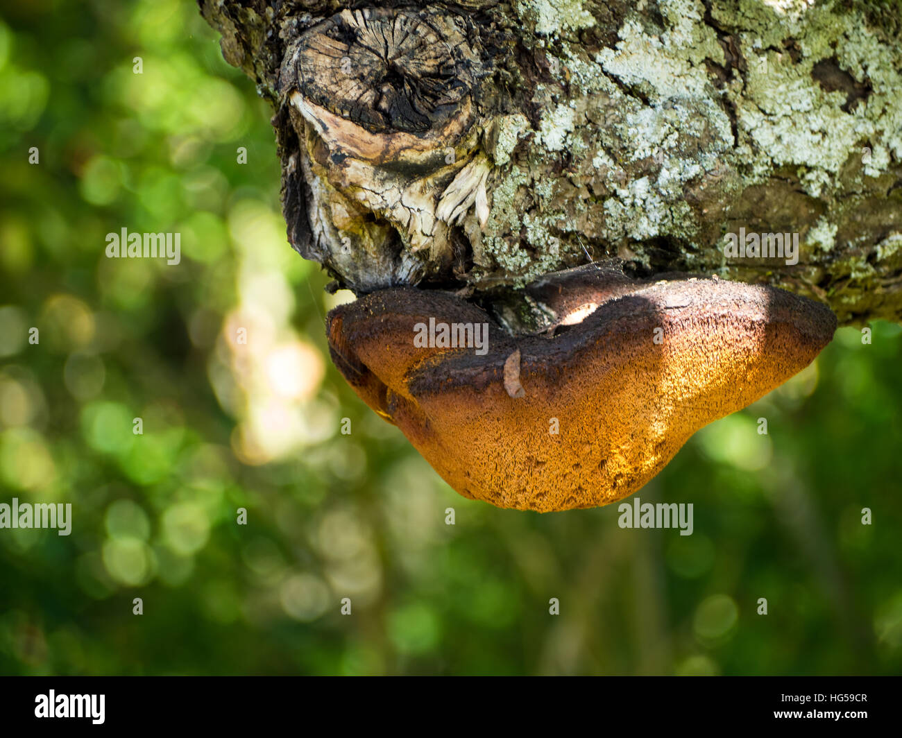 The enoki tree hi-res stock photography and images - Alamy