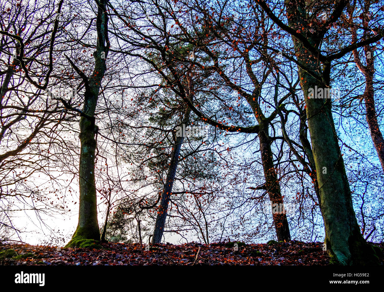 Scene with Backlit Tree II Stock Photo - Alamy