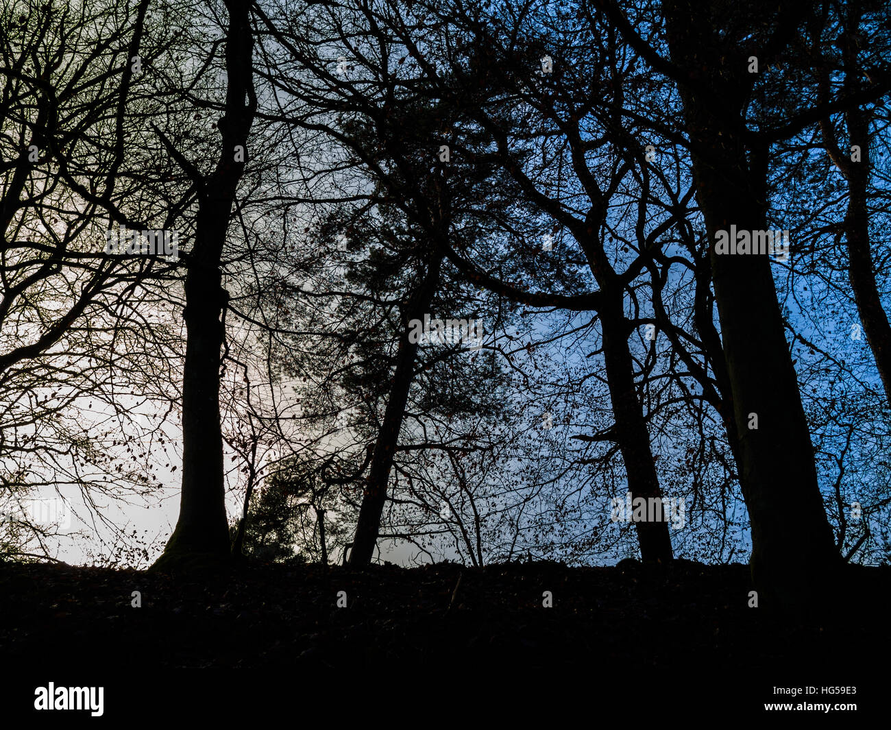 Backlit tree hi-res stock photography and images - Alamy