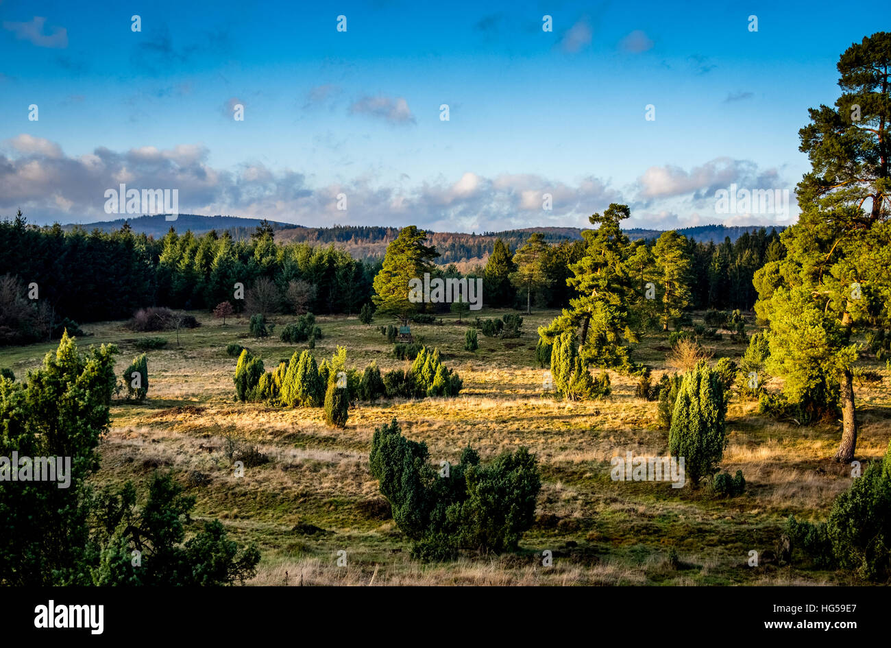 Tree landscape forest hi-res stock photography and images - Alamy