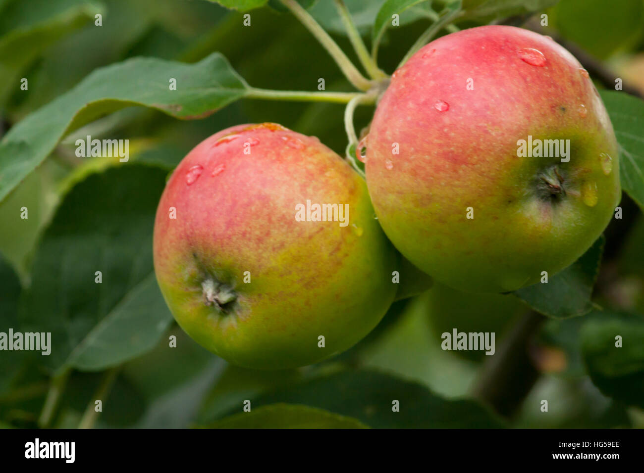 Apples hanging on a tree after the rain Stock Photo - Alamy