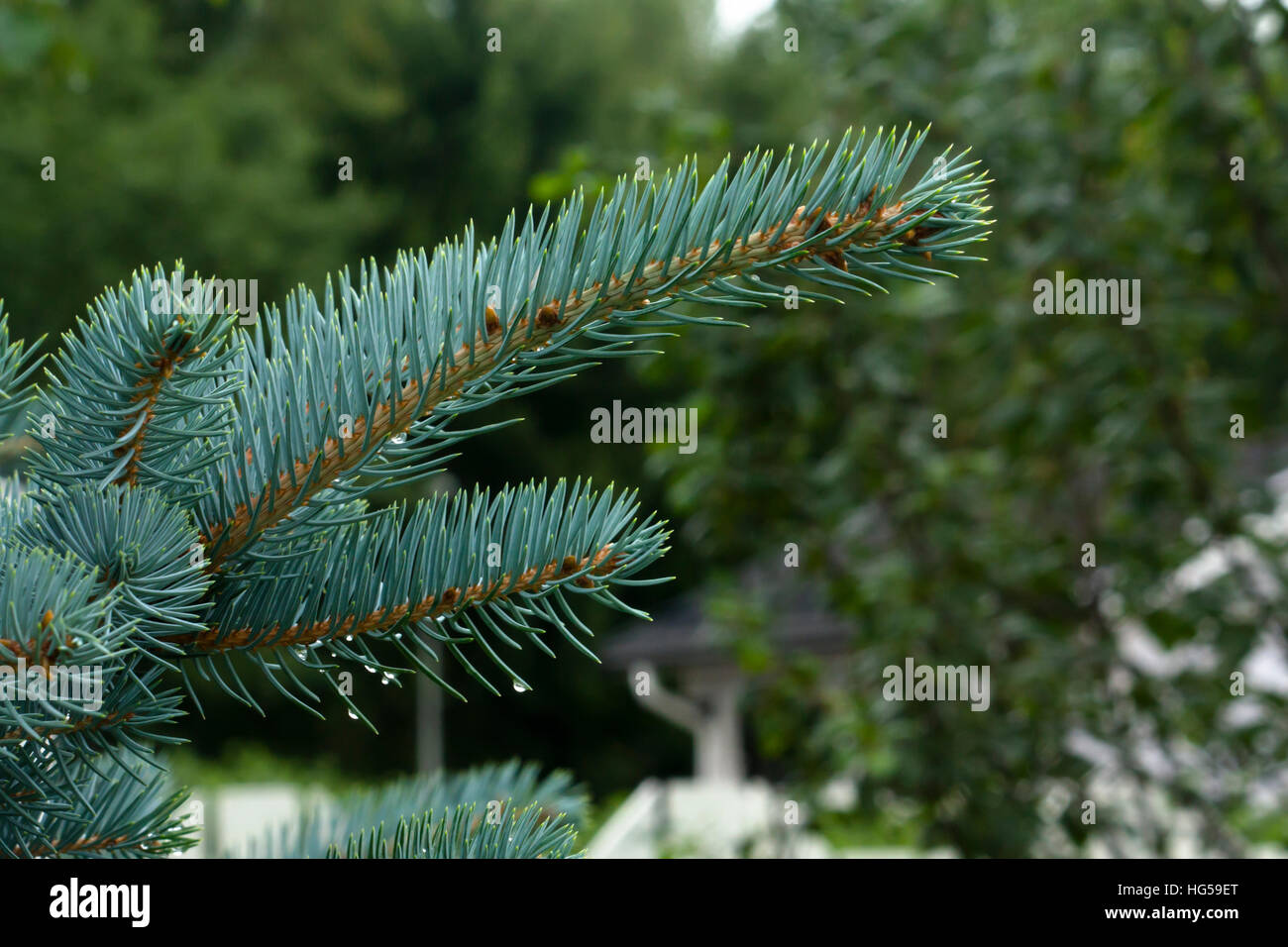 Branches of blue spruce in large, close-up macro Stock Photo - Alamy