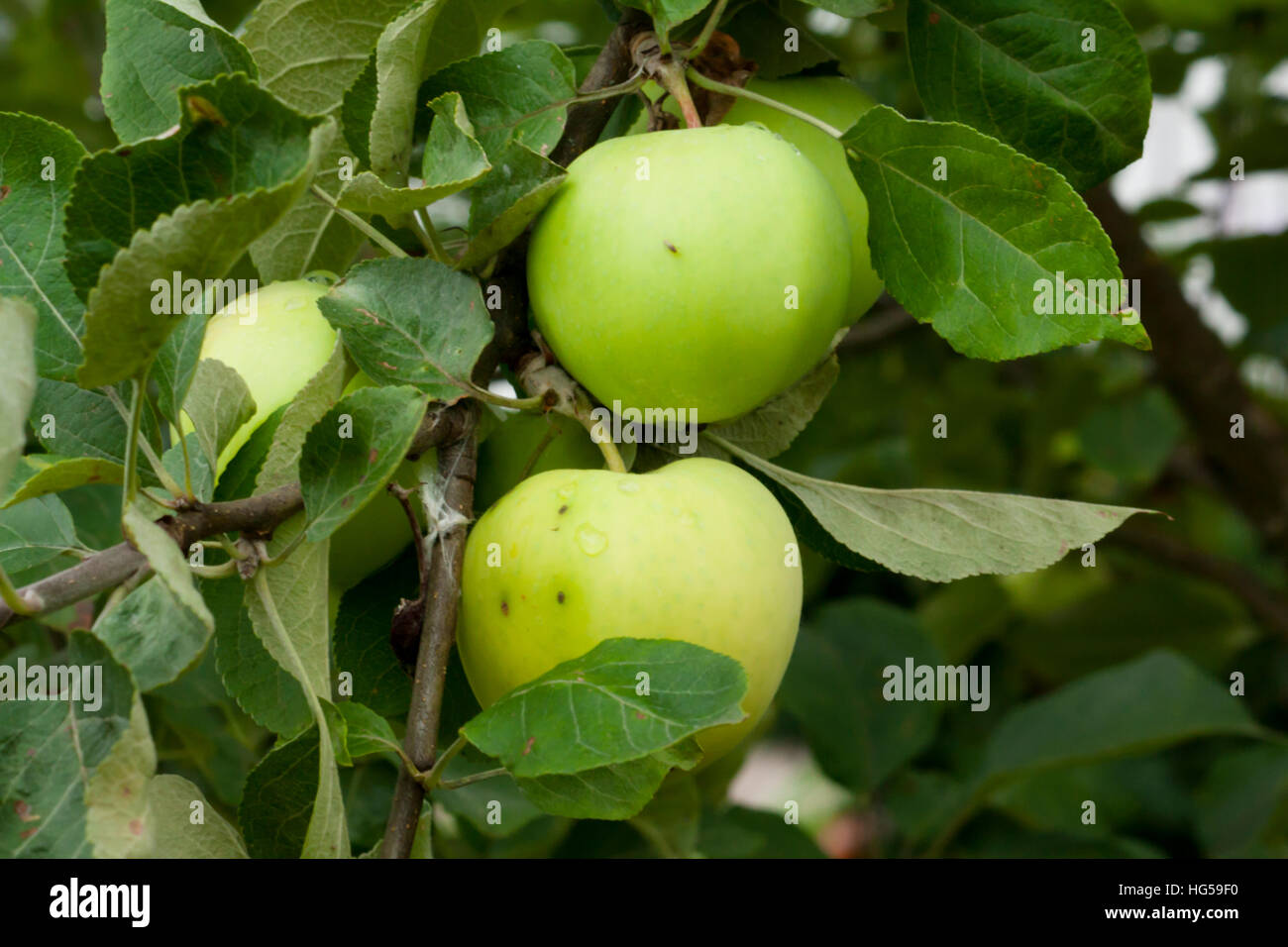 Apples hanging on a tree after the rain Stock Photo - Alamy