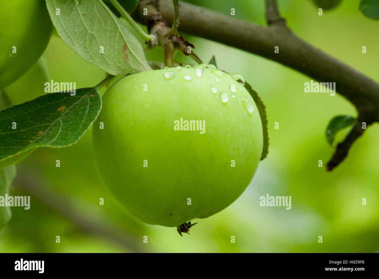 Apples hanging on a tree after the rain Stock Photo - Alamy